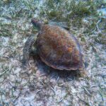 Aruba Turtle Spotting Snorkeling Adventure - Authentic Marine Encounters: What Travelers Are Saying