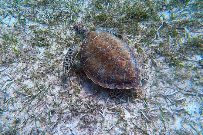 Aruba Turtle Spotting Snorkeling Adventure - Authentic Marine Encounters: What Travelers Are Saying