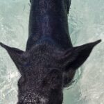 Athol Island Swimming Pigs Half-Day Boat Tour with Lunch - Final Thoughts: Is This Tour Right for You?