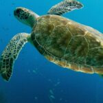 Atlantis Submarine Private Tour in Bridgetown - The Value of the Experience