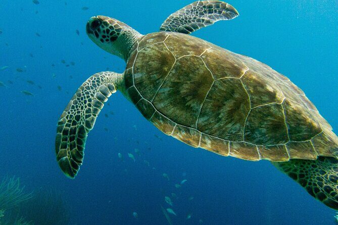 Atlantis Submarine Private Tour in Bridgetown - The Value of the Experience