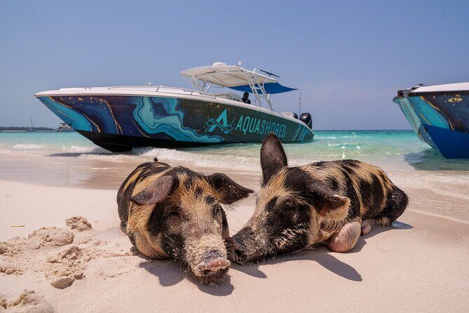 Bahamas Adventure: Pigs, Reef, Turtles, and Beach with Lunch - What Sets This Tour Apart