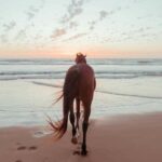 Bahamas: Horseback Riding Adventure on Beaches & Trails - The Water Ride: A Memorable Moment
