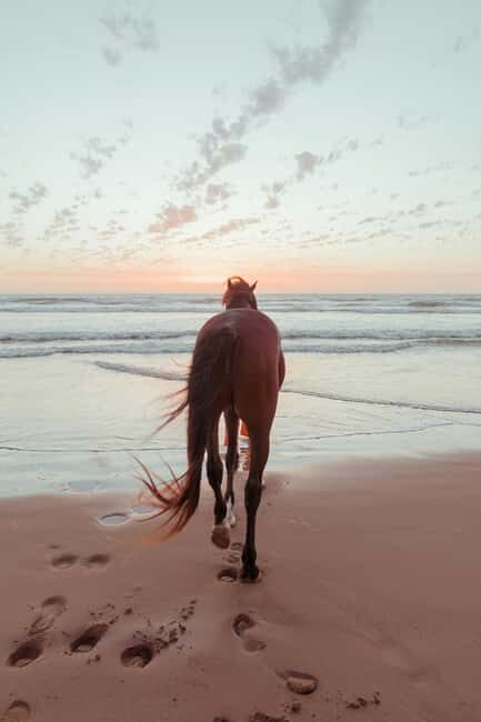 Bahamas: Horseback Riding Adventure on Beaches & Trails - The Water Ride: A Memorable Moment