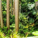Barbados Botanical Tour - Who Will Love This Tour?