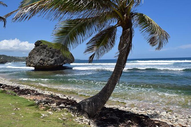 Barbados Island Tour, Monkey feeding & Swimming with the Turtles - Authentic Experiences and Honest Feedback