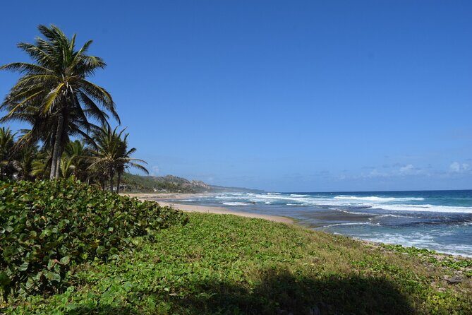 Barbados Paradise Tour with Hotel Transfers - Morgan Lewis Windmill – A Piece of Living History