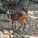 Barbados Private Scenic Tour: With Monkey Feeding Experience - Who Is This Tour Best For?