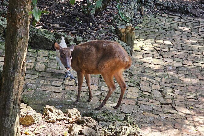 Barbados Private Scenic Tour: With Monkey Feeding Experience - Who Is This Tour Best For?
