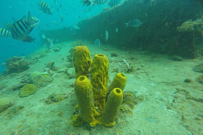 Barbados Shore Excursion: Carlisle Bay Turtle & Shipwreck - The Sum Up