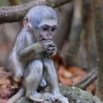 Barbados Small-Group Garden & Wildlife Half-Day Tour - What Could Be Better?