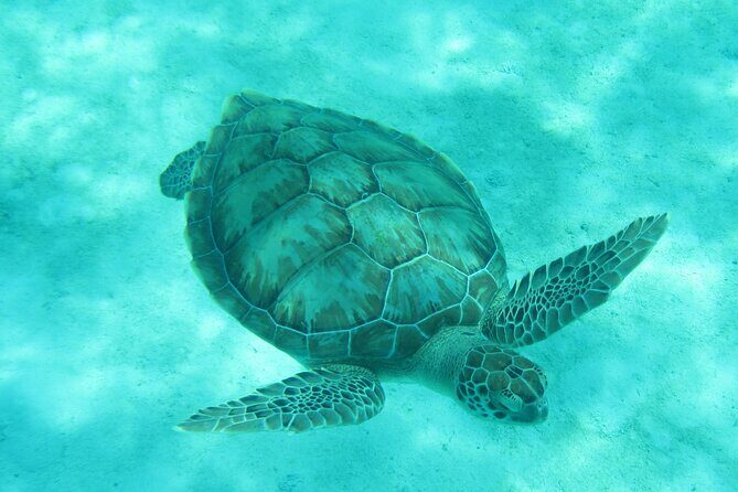 Barbados Snorkeling and Sailing Adventure for Small Groups - Why This Tour Fits Different Travelers