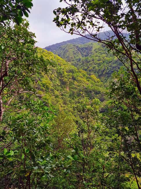 Basseterre Rainforest Hike - The Itinerary in Detail