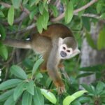 Bayahibe: Monkeyland and Country House Tour with Pickup - Visit to a Traditional Country House