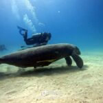 Bayahibe: PADI Open Water Course by Go Dive Bayahibe - Day Two: Setting Sail for the Sea