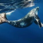 Bayahibe: Whale-Watching Cruise & Cayo Levantado Day Trip - Pricing and Value