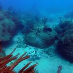 Beginner Scuba Diving with Turtles and Videos, San Juan - Who Should Consider This Tour