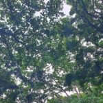 Best of Grenada Falls, Lake, Rum and Cocoa Experience - Why This Tour Offers Great Value