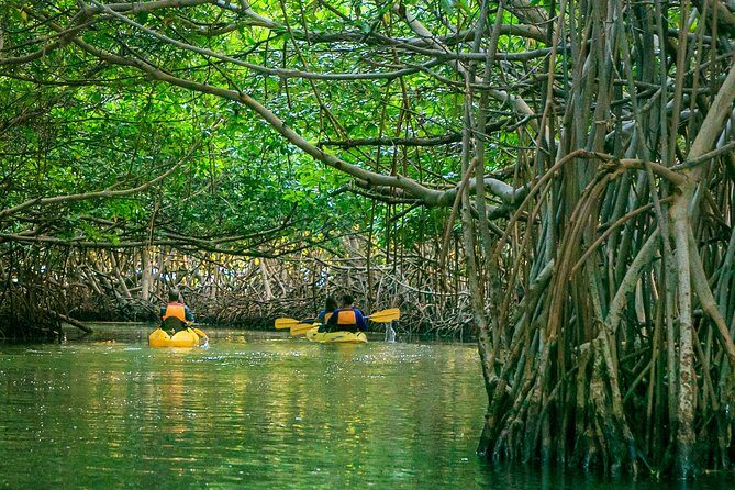 Bio Bay Night Kayaking | Laguna Grande, Fajardo - Who Should Consider This Tour?