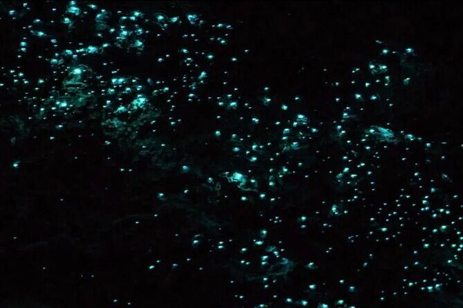 Bioluminescence Snorkel Boat Tour to Klein Bonaire - The Sum Up: Who Will Love This Tour?