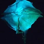 Bioluminescent Bay Kayak Tour in Fajardo Puerto Rico - Why This Tour Offers Good Value