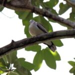 Bird Feeding Sanctuary & Montego Bay Highlight Tour - The Itinerary in Detail