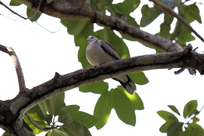 Bird Feeding Sanctuary & Montego Bay Highlight Tour - The Itinerary in Detail