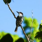 Bird Feeding Sanctuary, Montego Bay Highlights and Columbus Park Day Adventure - How the Experience Comes to Life Based on Reviews