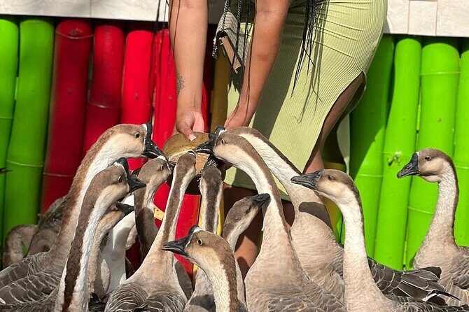 Bird Sanctuary and animal farm Day Tour - An In-Depth Look at the Bird Sanctuary and Animal Farm Tour