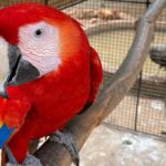 Bird Sanctuary and Montego Bay City Tour - A Detailed Breakdown of the Itinerary