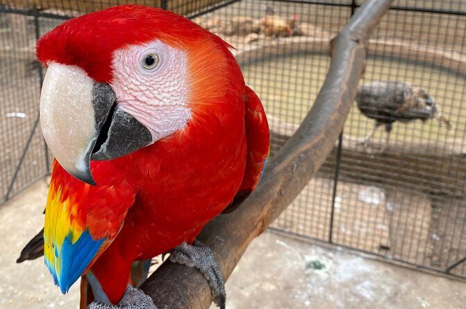 Bird Sanctuary and Montego Bay City Tour - A Detailed Breakdown of the Itinerary
