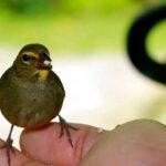 Bird Sanctuary (Montego Bay) Jamaica - What to Expect at the Sanctuary