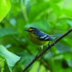 Bird Watching Tour in St Lucia - Detailed Review of the Bird Watching Tour in St. Lucia