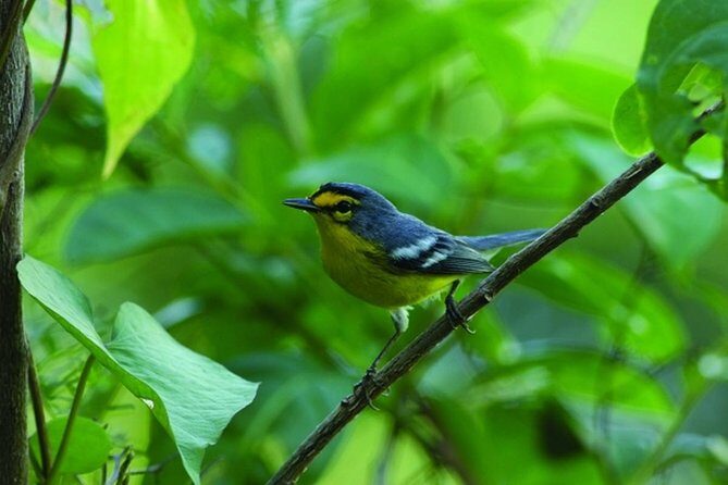 Bird Watching Tour in St Lucia - Detailed Review of the Bird Watching Tour in St. Lucia