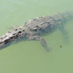 Black River Safari and Appleton Rum Estate Private Tour - Final Thoughts: Who Will Love This Tour?