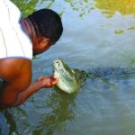 Black River Safari with Transport from Montego Bay - The Sum Up