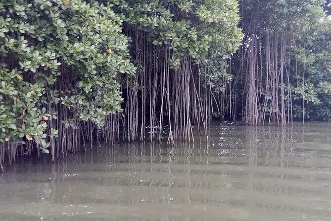 Black River Safari - In-Depth Look at What Makes This Tour Valuable