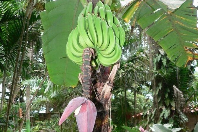 Blue Hole and Konoko Falls Park Private Tour - Blue Hole: The Natural Oasis