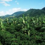 Blue Mountain Coffee, Bob Marley and Art Tour from Montego Bay - Transport, Duration, and Group Size