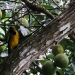 Botanical and Bird Sanctuary Tour in Montego Bay - Who Should Opt for This Tour?
