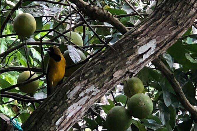 Botanical and Bird Sanctuary Tour in Montego Bay - Who Should Opt for This Tour?