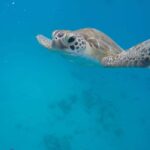 Bridgetown: Wildlife Reserve & Carlisle Bay Tour with Cruise - What Makes This Tour Stand Out?