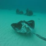 Buccoo Reef and Nylon Pool Adventure - How About the Price?