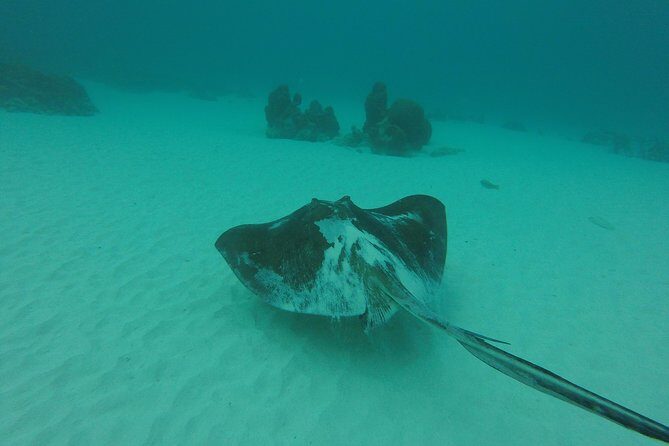 Buccoo Reef and Nylon Pool Adventure - How About the Price?