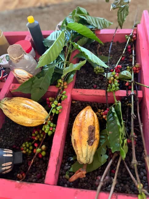 Buggy Tour in Punta Cana: Mamajuana - Coffee - Swimming in Cenote and Macao Beach - Practical Details and Tips