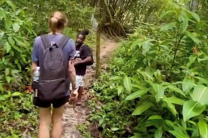 Bush Hiking to explore Wild Plants & Fresh Fruits,Montego Bay - The Itinerary: What to Expect