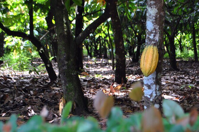 Cacao Plantation and Chocolate Factory Tour- Classic - Practical Details and What to Expect