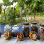 Cacao Walking Tour in Puerto Rico - Discovering Finca La Providencia: A Farm Like No Other