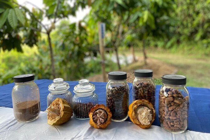 Cacao Walking Tour in Puerto Rico - Discovering Finca La Providencia: A Farm Like No Other