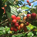 Cafe y Ron: Bad Bunny Inspired Local Full Day Tour from San Juan - Practical Details & Tips for Travelers